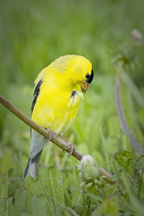 American Goldfinch Pulling at a Feather Stock Photo - Image of bright ...