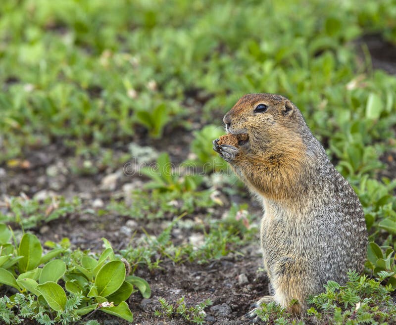 The American Gopher on Kamchatka at a Volcano Foot Stock Image - Image ...