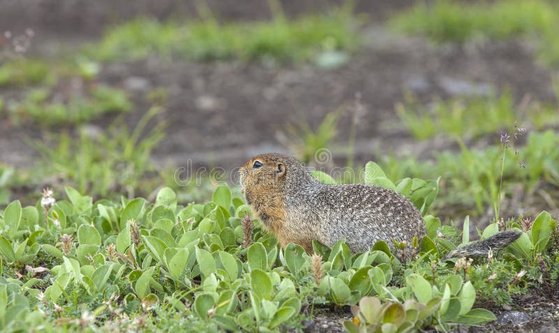 The American Gopher on Kamchatka at a Volcano Foot Stock Image - Image ...