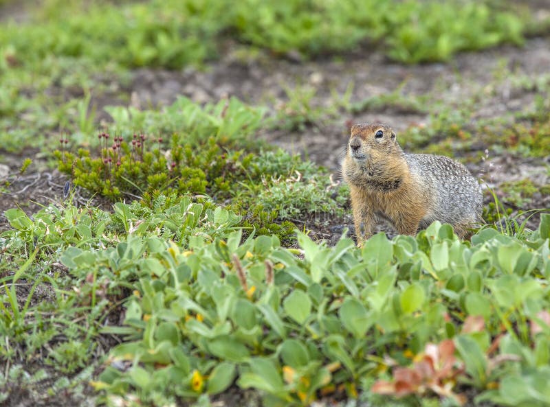 The American Gopher on Kamchatka at a Volcano Foot Stock Photo - Image ...