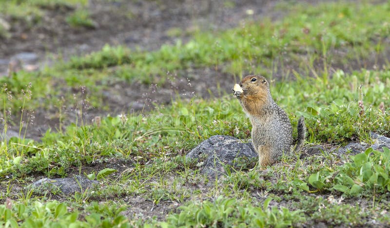 The American Gopher on Kamchatka at a Volcano Foot Stock Photo - Image ...