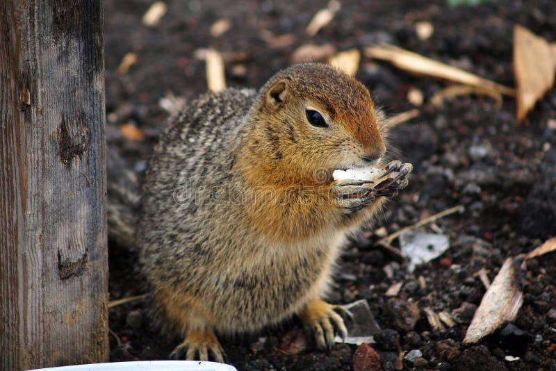 American Gopher Spermophilus Parryi Eat a Apple. Archive Photo, 2008 ...