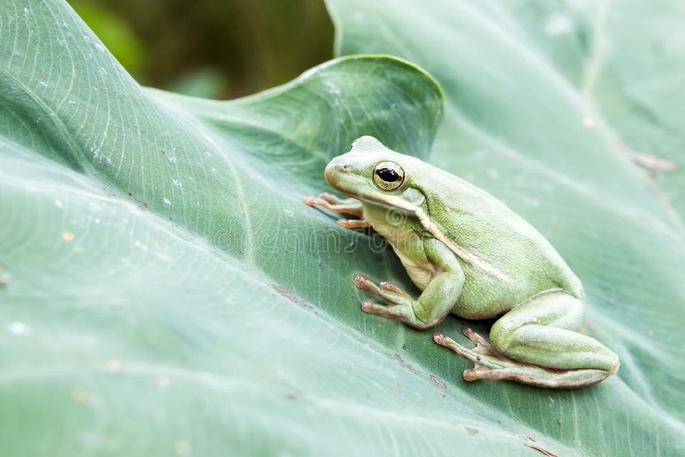 The American Green Tree Frog on the Big Green Leaf Stock Image - Image ...