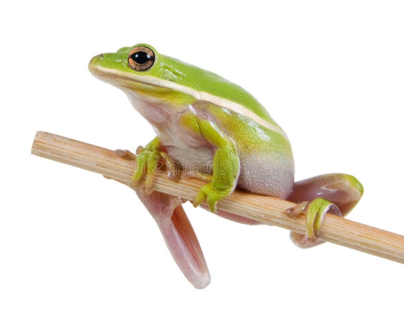 The American Green Tree Frog (Hyla Cinerea) Stock Image - Image of cute ...