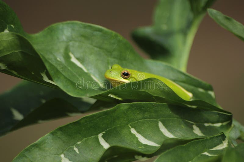 American Green Tree Frog Hyla Cinerea in Texas Stock Image - Image of ...