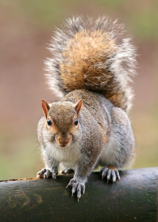 American grey squirrel stock image. Image of look, quick - 12752575