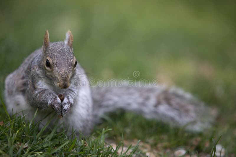 American Grey Squirrel on Green Grass Stock Image - Image of government ...
