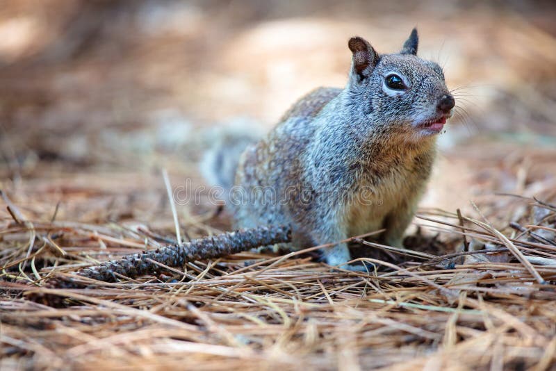 American Grey Squirrel at Yosemite National Park Stock Image - Image of ...