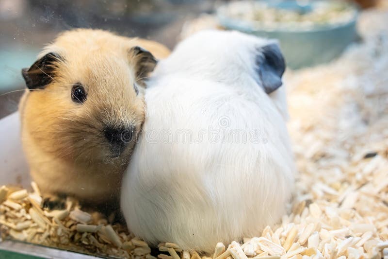 American Guinea Pig stock image. Image of guinea, pretty - 318465813