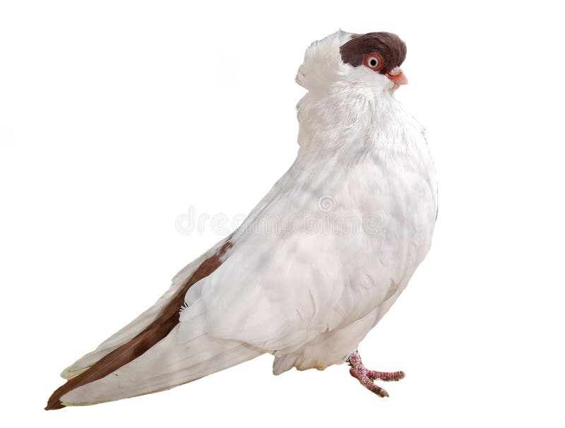 American Helmet Pigeon Isolated on White Stock Image - Image of ...