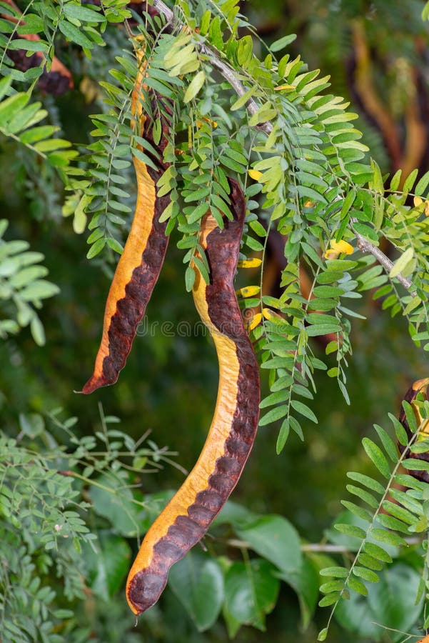 American Honey Locust (Gleditsia Triacanthos Stock Photo - Image of ...