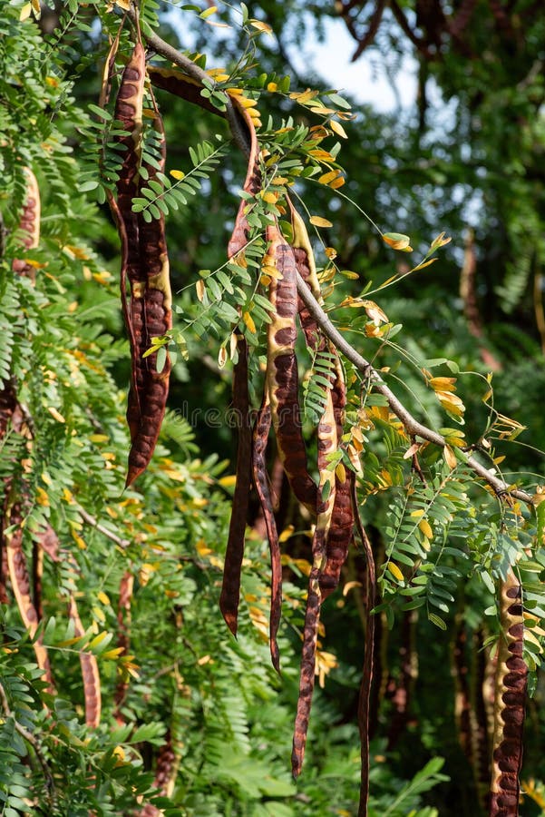 American Honey Locust (Gleditsia Triacanthos Stock Image - Image of ...