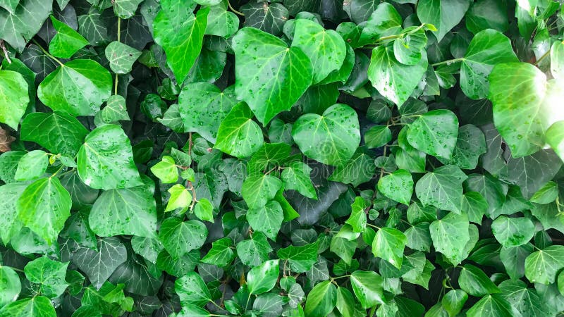 American Ivy colored green stock photo. Image of wall - 94144986