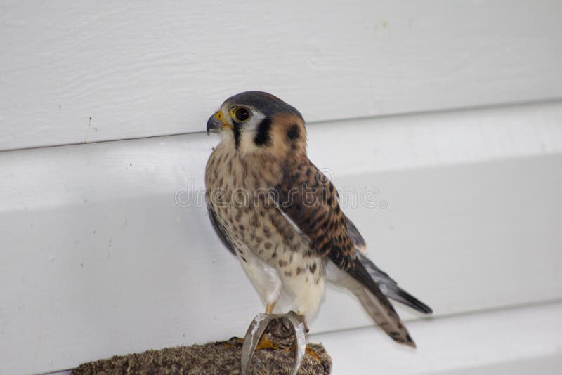 An american kestel stock image. Image of beak, animal - 178071757