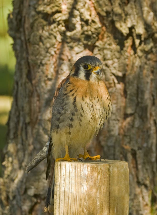 American Kestrel Standing on Perch Stock Photo - Image of bird ...