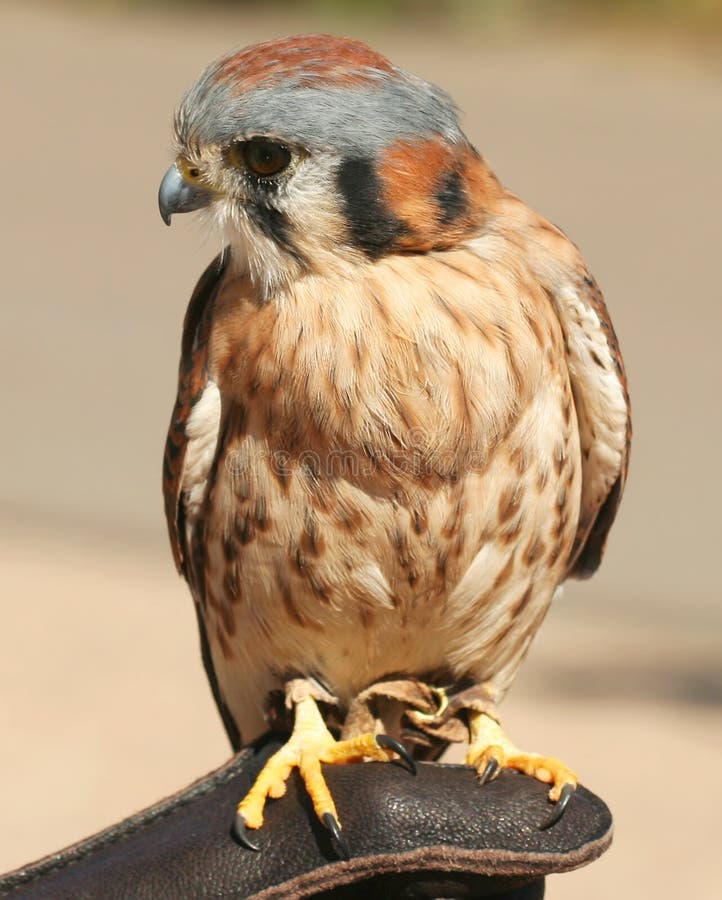 An American Kestrel stock image. Image of feather, perched - 16797619