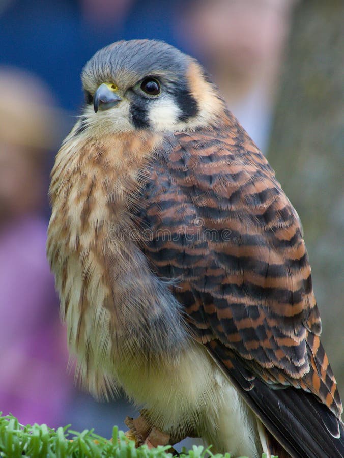 American Kestrel stock photo. Image of raptor, birds - 25852726