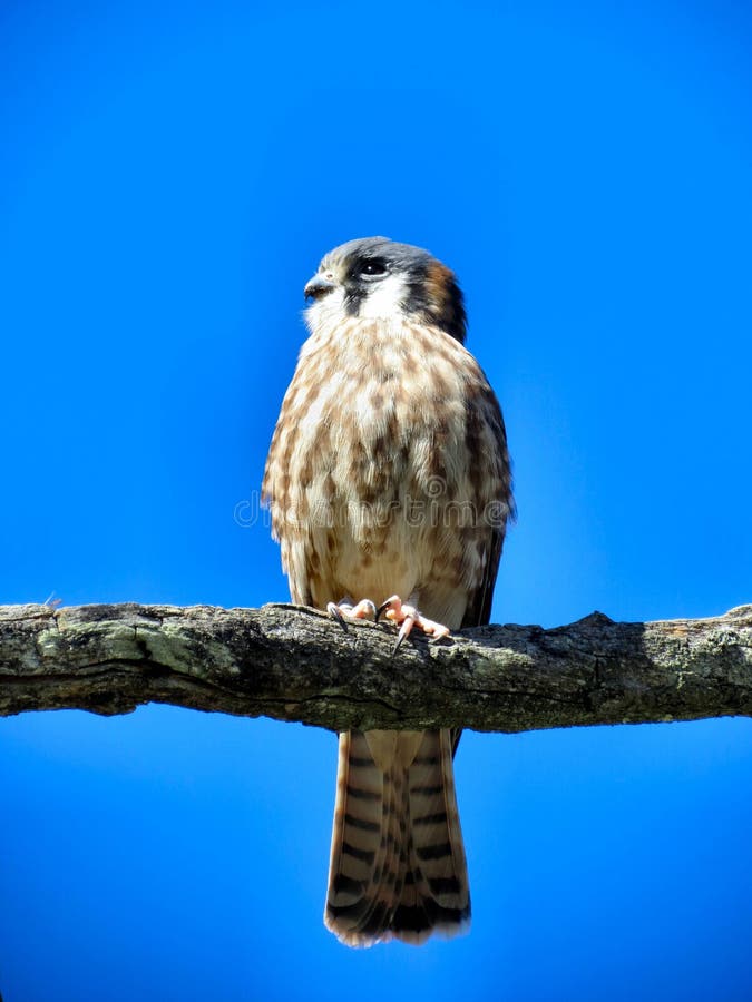 American Kestrel stock image. Image of blue, small, tail - 27844335