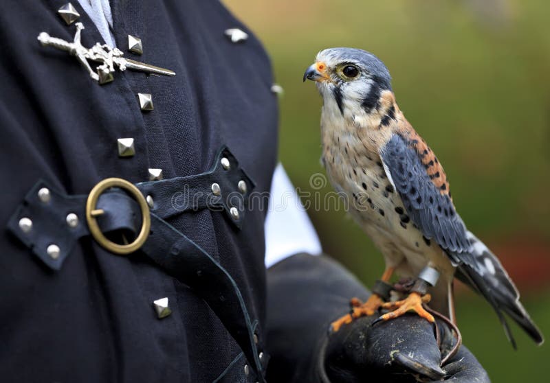 American Kestrel Also Known As a Sparrow Hawk Stock Photo - Image of ...