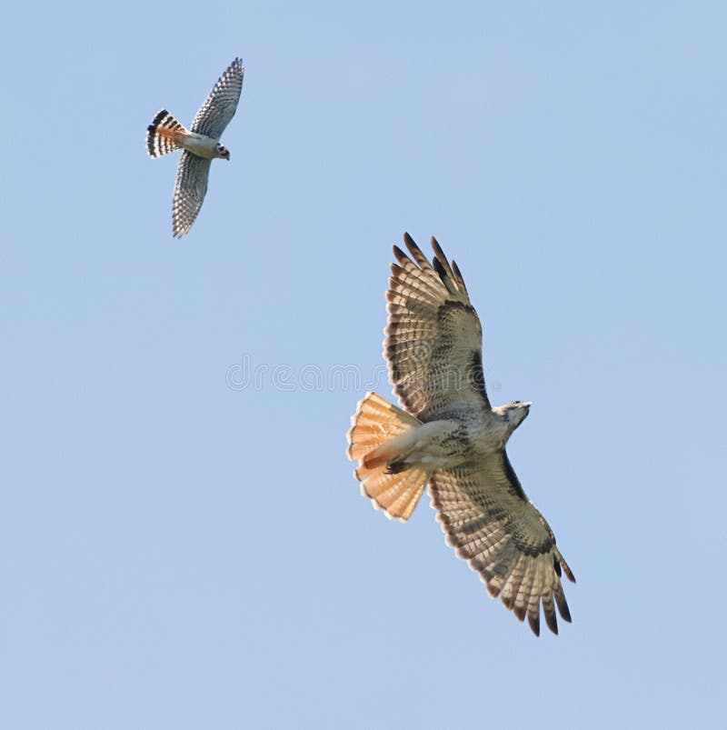American Kestrel Attacking Red Tailed Hawk in Blue Sky Stock Image ...