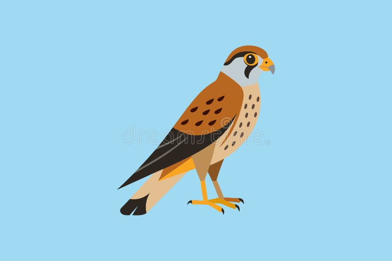 American Kestrel Bird Vector Artwork Stock Illustration - Illustration ...