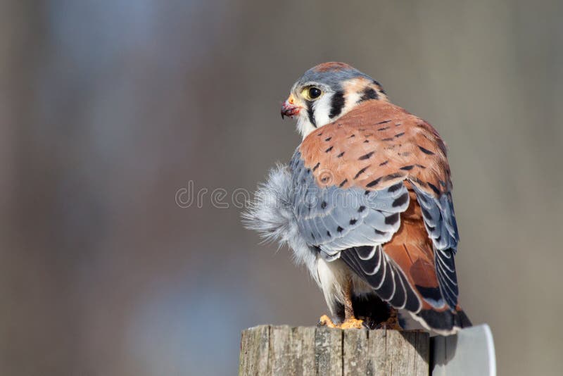 American Kestrel stock photo. Image of fluffy, beak, falcon - 41001416