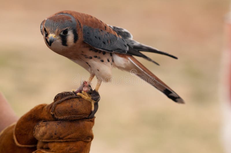 American Kestrel on Finger stock photo. Image of hawk - 11445990