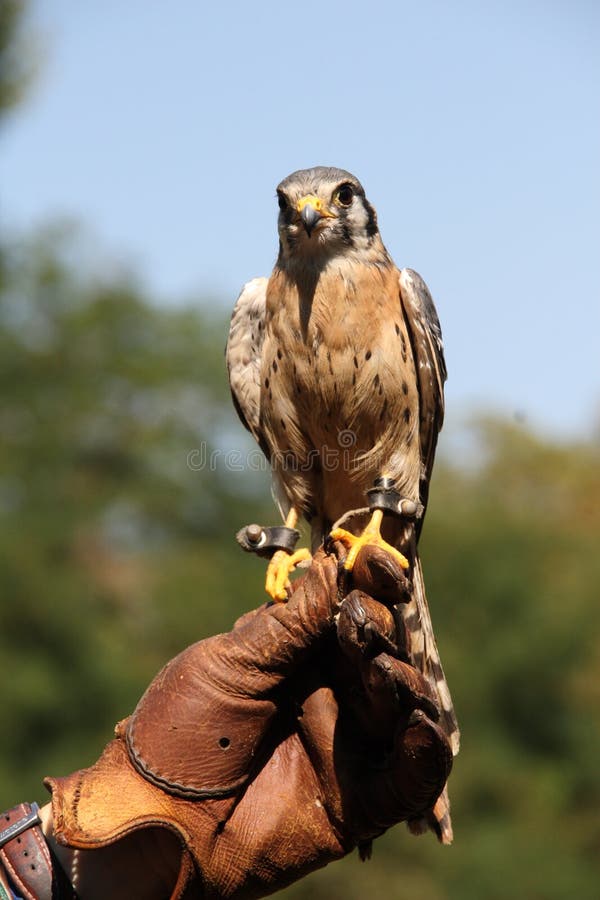 American Kestrel stock photo. Image of prey, american - 76412452