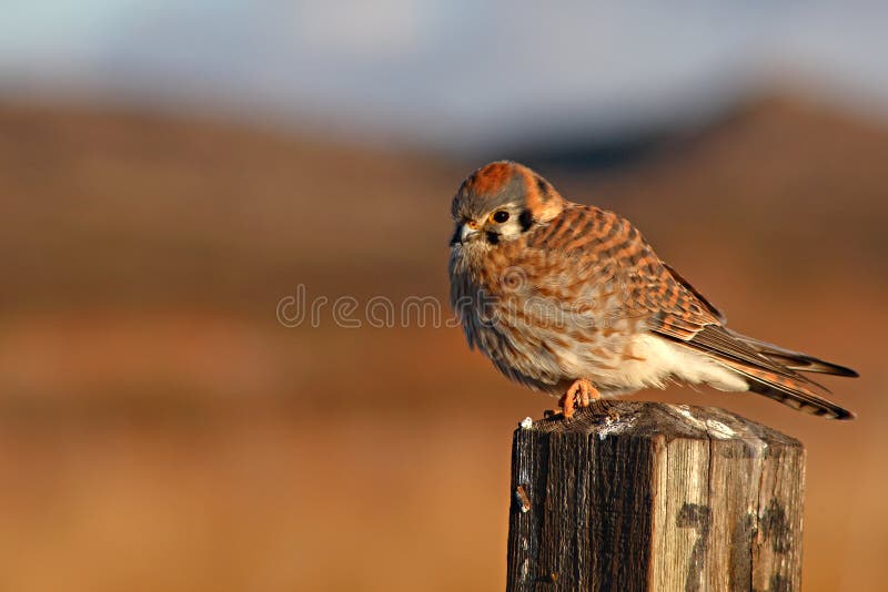 American Kestrel Looking Out from Perch Stock Photo - Image of kestrel ...