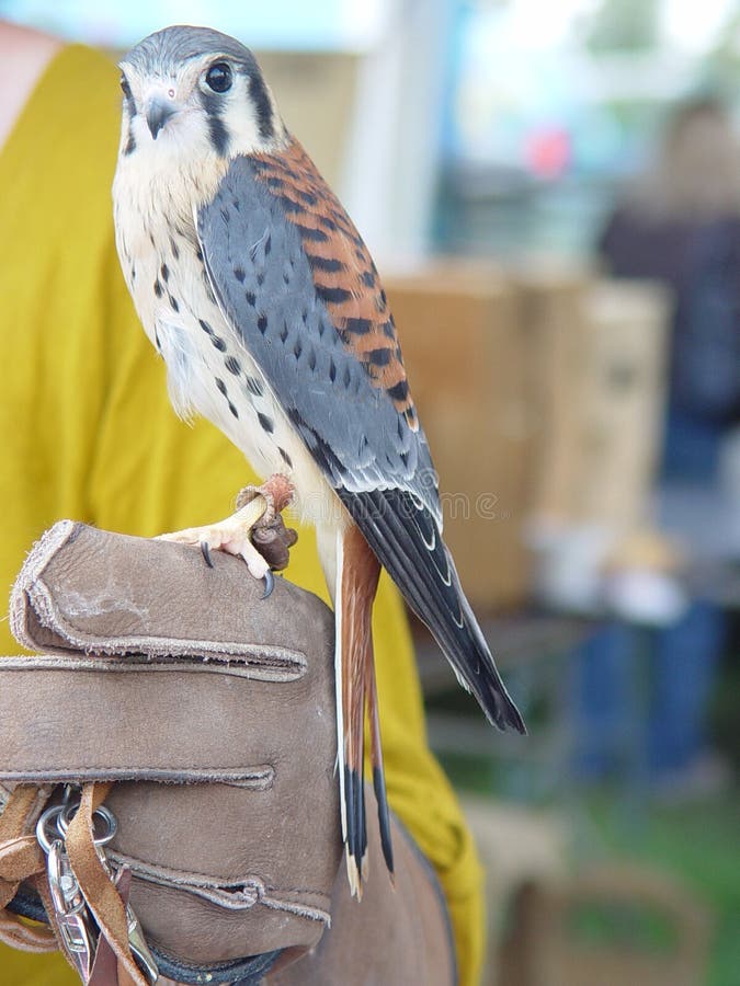 American Kestrel male stock photo. Image of perched, american - 49064600