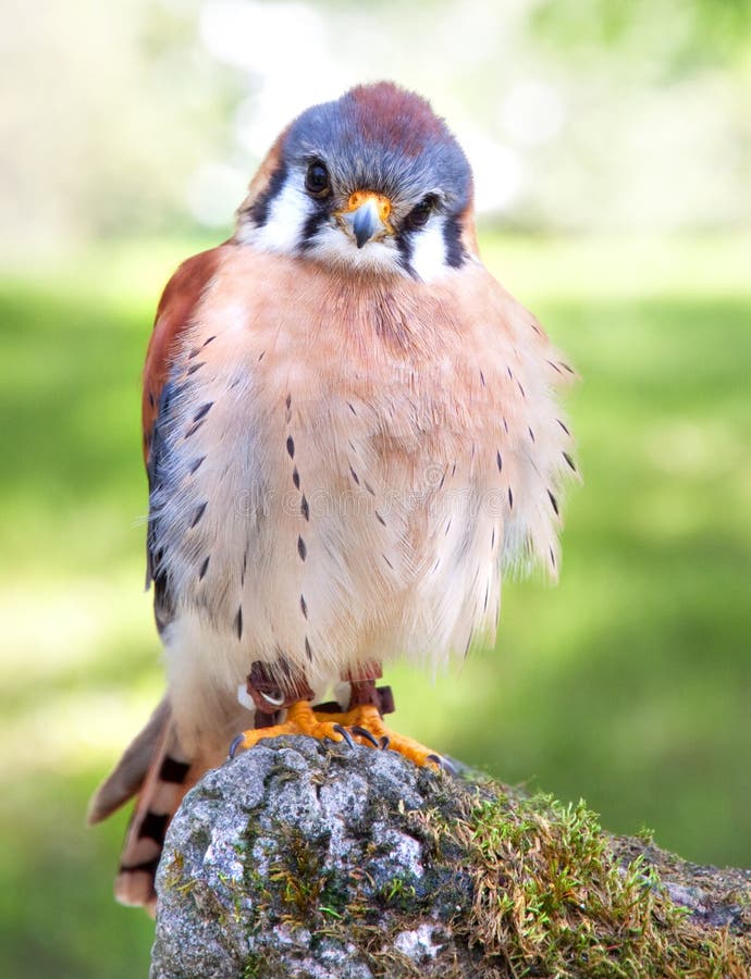 American Kestrel stock image. Image of fluffy, americankestrel - 53951109