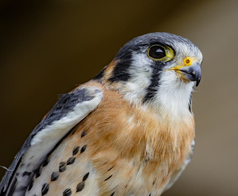 American kestrel perched stock image. Image of feathers - 138799063
