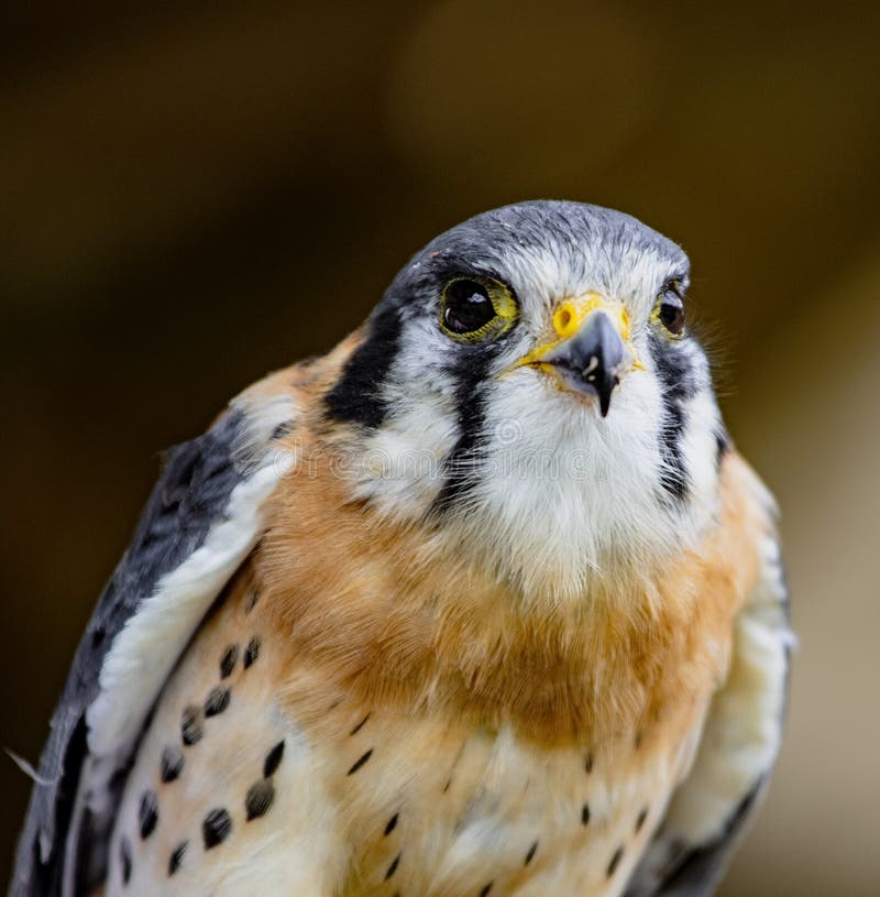 American kestrel perched stock image. Image of feathered - 138801613