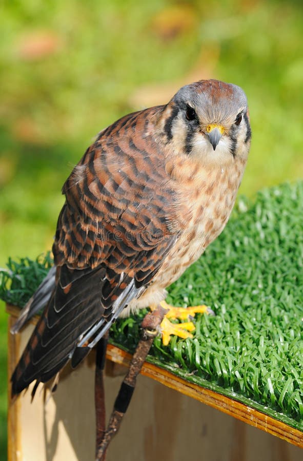 American Kestrel Sits on Box Perch Stock Image - Image of kestral ...