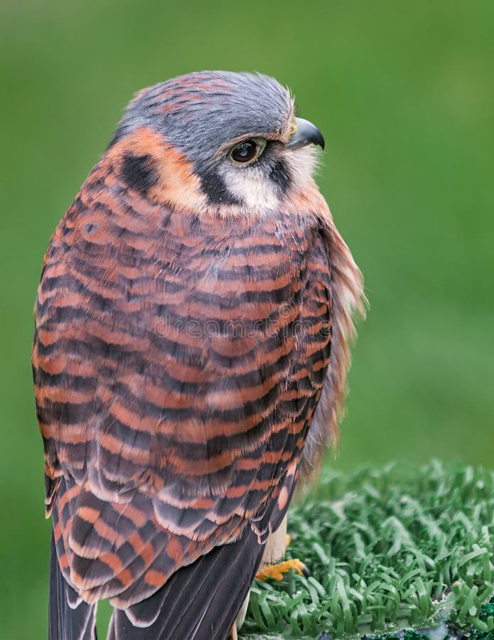 American Kestrel Back and Tail Feathers Stock Photo - Image of raptor ...
