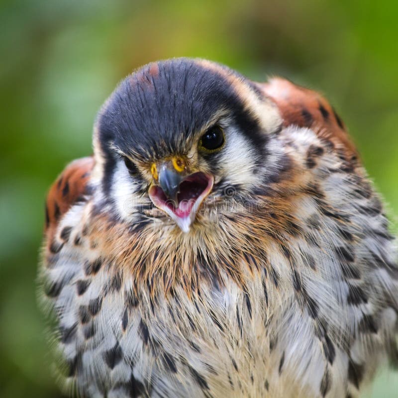 116 Screaming Falcon Stock Photos - Free & Royalty-Free Stock Photos ...