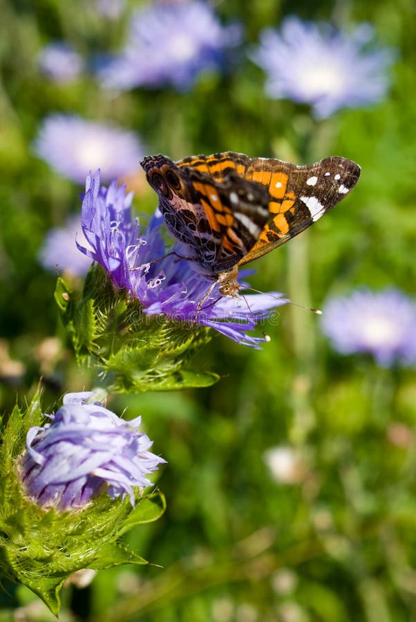American Lady stock photo. Image of flowers, orange, american - 21102194