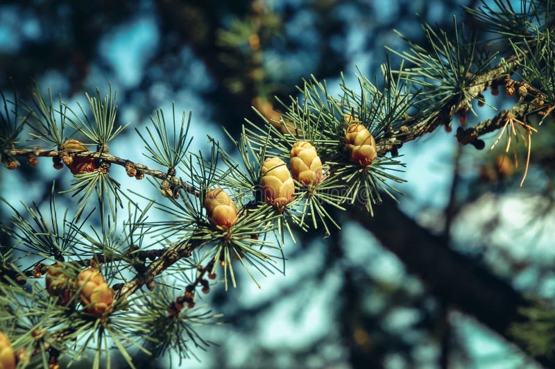 American Larch tree stock image. Image of canadian, flora - 291540281