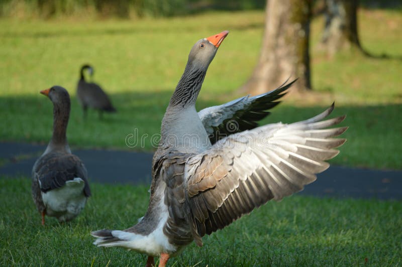 American Lavender goose stock photo. Image of flapping - 76959982