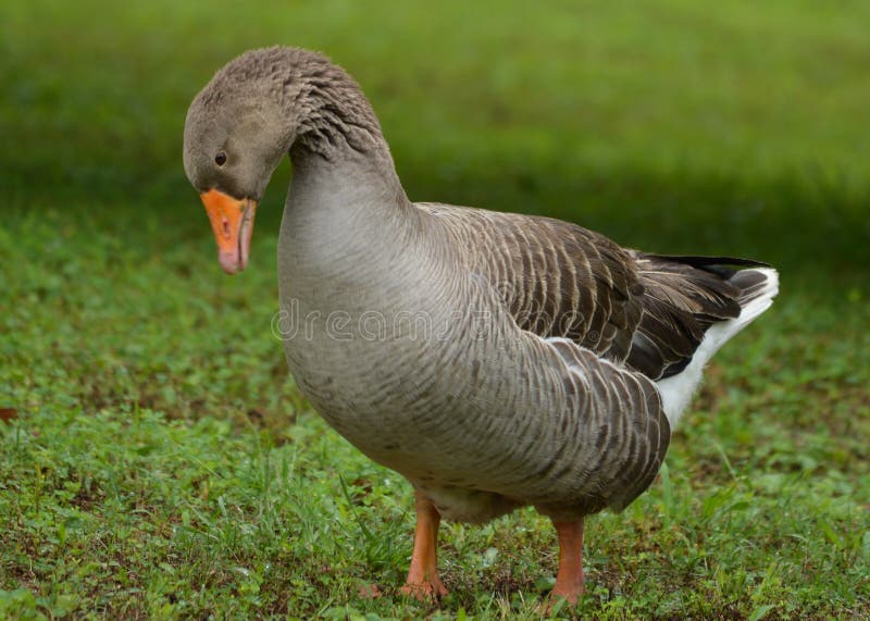 American Lavender Goose Stock Photos - Free & Royalty-Free Stock Photos ...