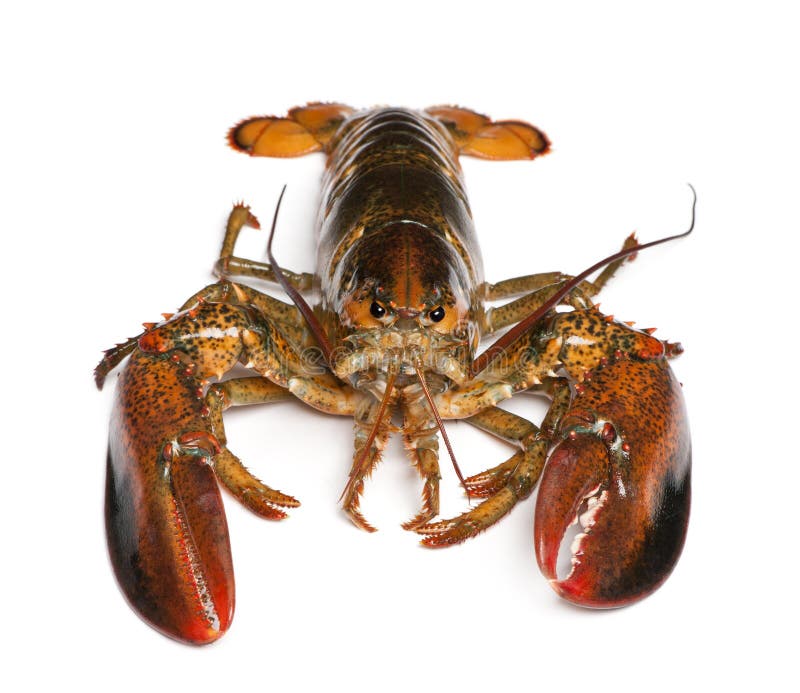 American Lobster, Homarus Americanus Stock Photography - Image: 16407482