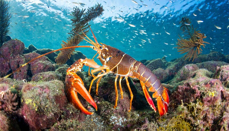 American Lobster in Ocean stock illustration. Illustration of ...