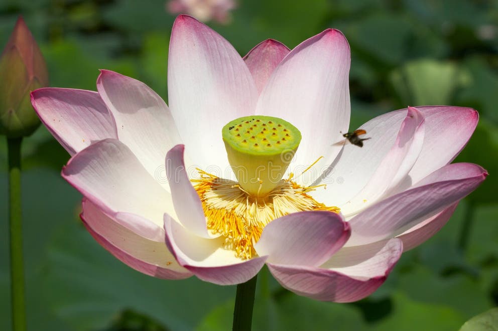 American lotus and bug stock photo. Image of season, insect - 606582