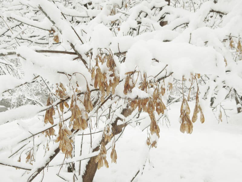 American Maple Seeds Under the Snow Stock Photo - Image of american ...