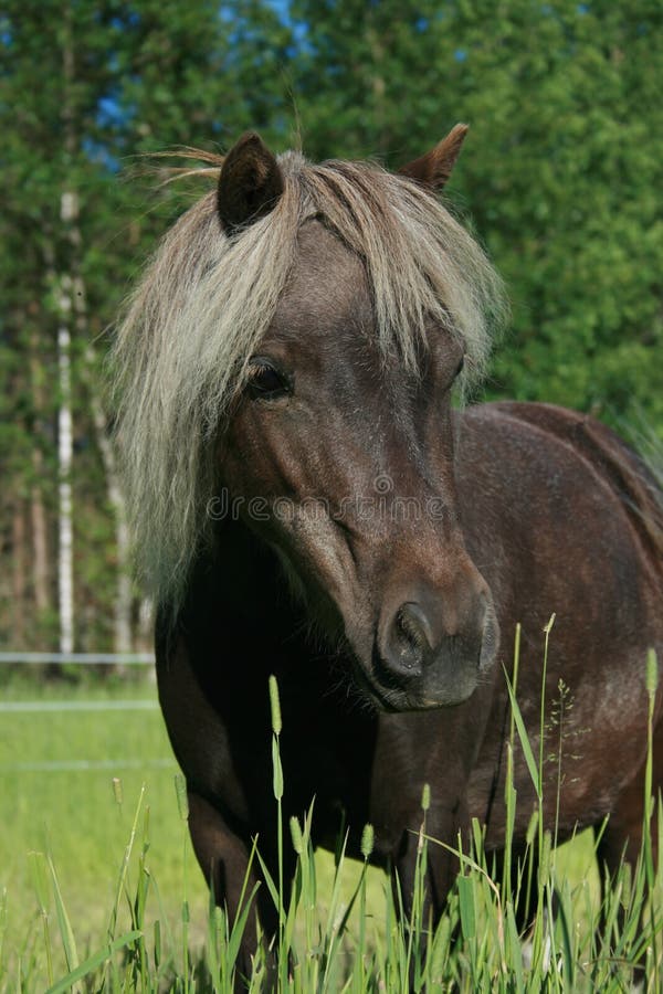 Miniature horse stock image. Image of mini, stands, small - 12079619