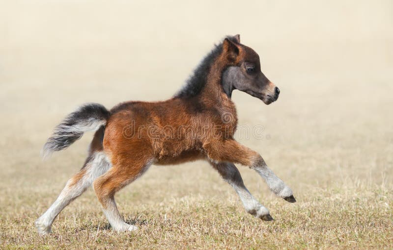 Baby Mini Pony