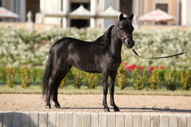 American Miniature Horse Standing Stock Photo - Image of rest, horse ...