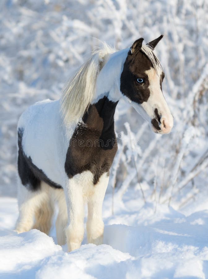American Miniature Stallion Stock Photo - Image of color, stallion ...