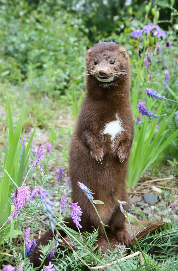 American Mink stock photo. Image of aggressive, coat - 20060242