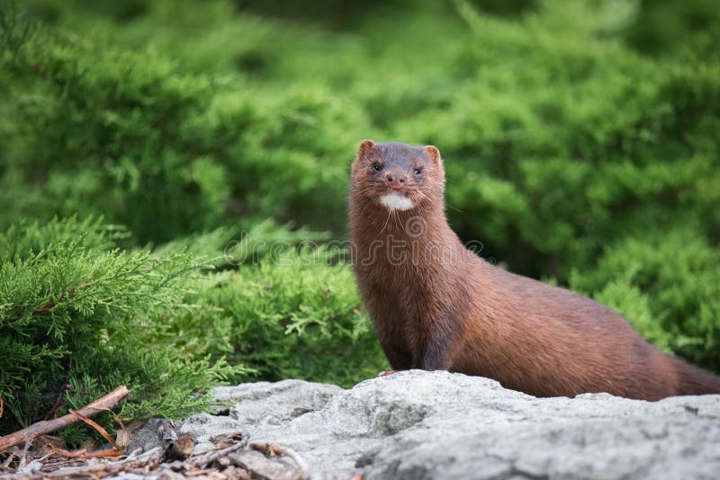 American Mink a Colonel Samuel Smith Park, Toronto Stock Image - Image ...